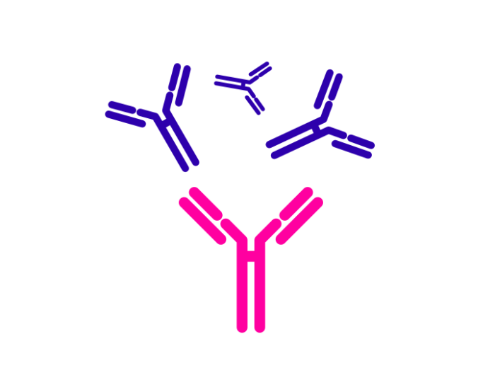 Antibody development - EpitogenX